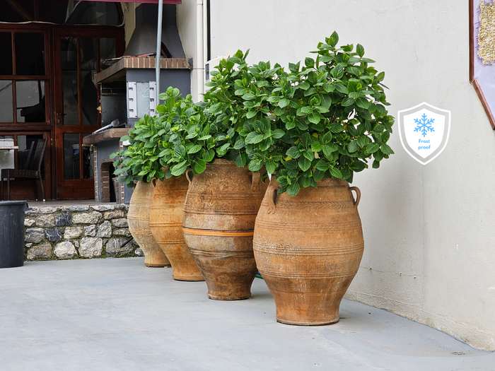 Cretan Terracotta Pots High Quality Cretan Terracotta Pots - Delivered ...